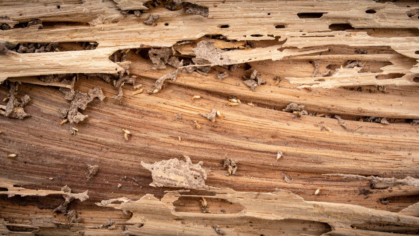 Natural Pest Control Services Brisbane - AltraSpray Pest Control