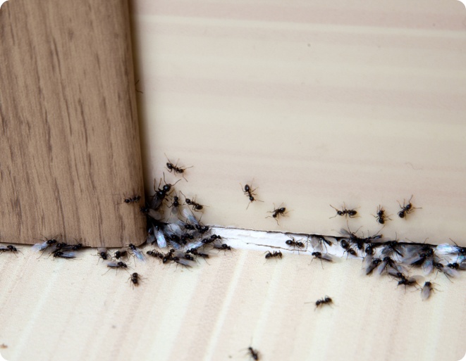 Ant Pest Control Services - AltraSpray Pest Control
